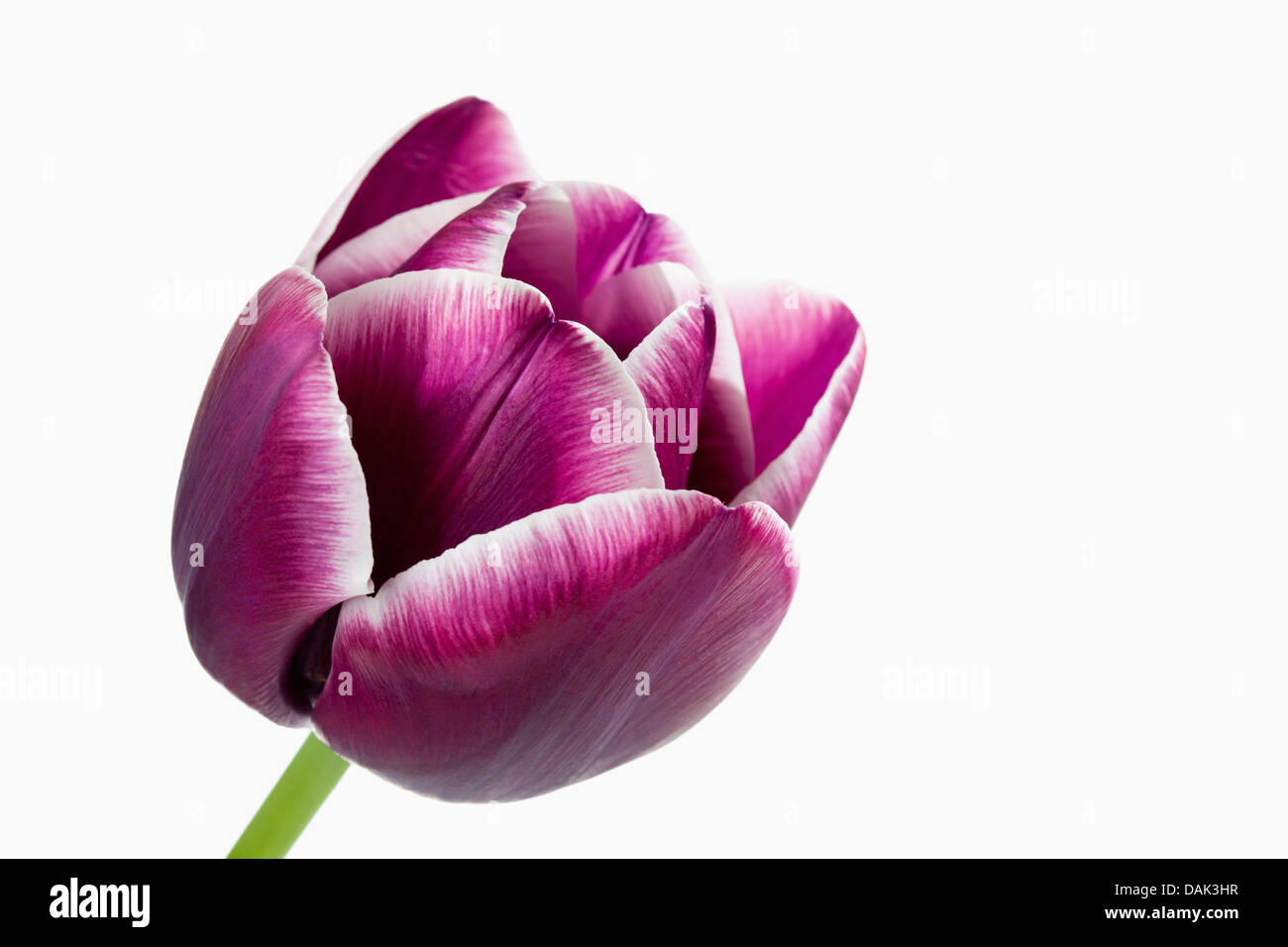 Violet tulip flower against white background, close up Stock Photo - Alamy