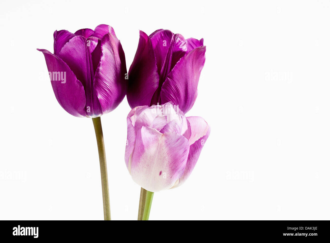 Violet tulip flowers against white background, close up Stock Photo - Alamy