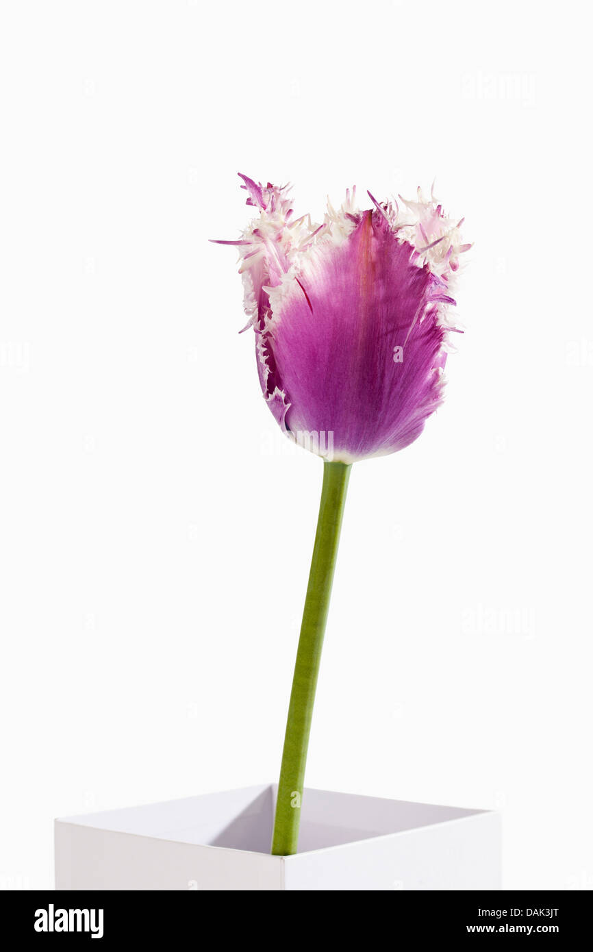 Potted plant of violet fringed tulip flower against white background ...