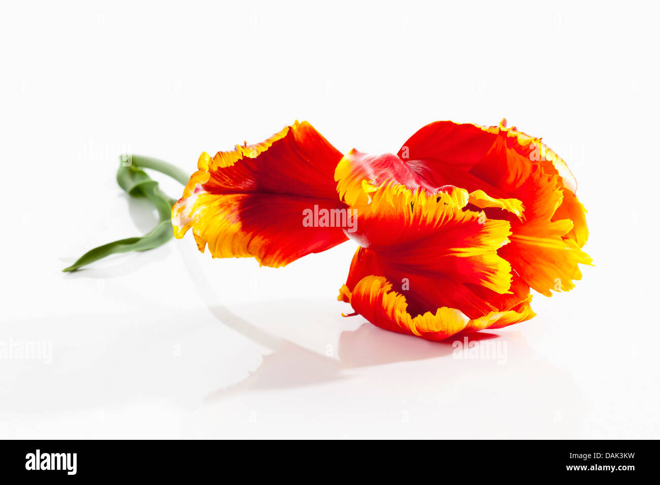 Fringed red tulip flower on white background, close up Stock Photo - Alamy