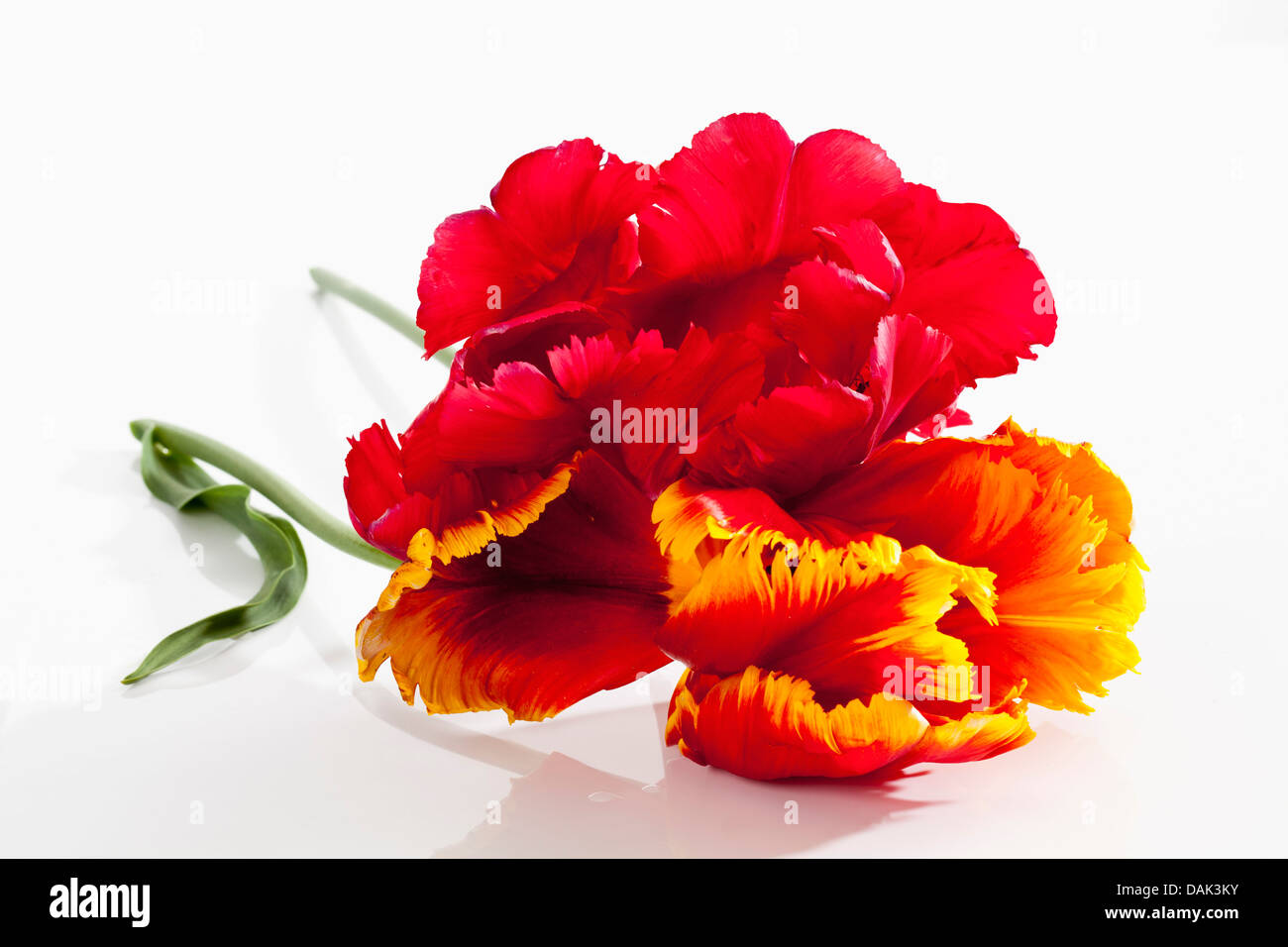 Fringed red tulip flowers on white background, close up Stock Photo - Alamy