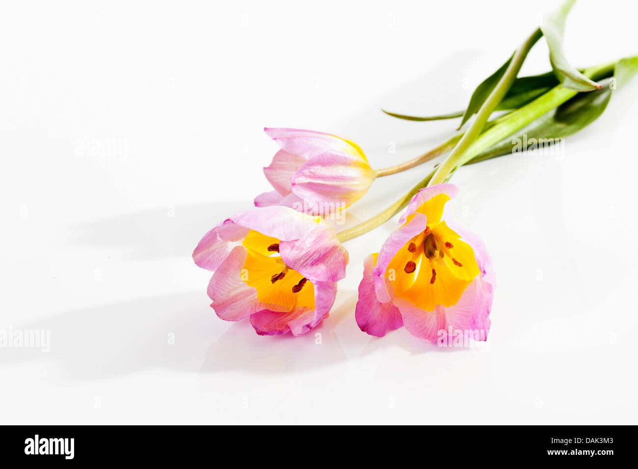 Studio shot pink tulip Cut Out Stock Images & Pictures - Alamy