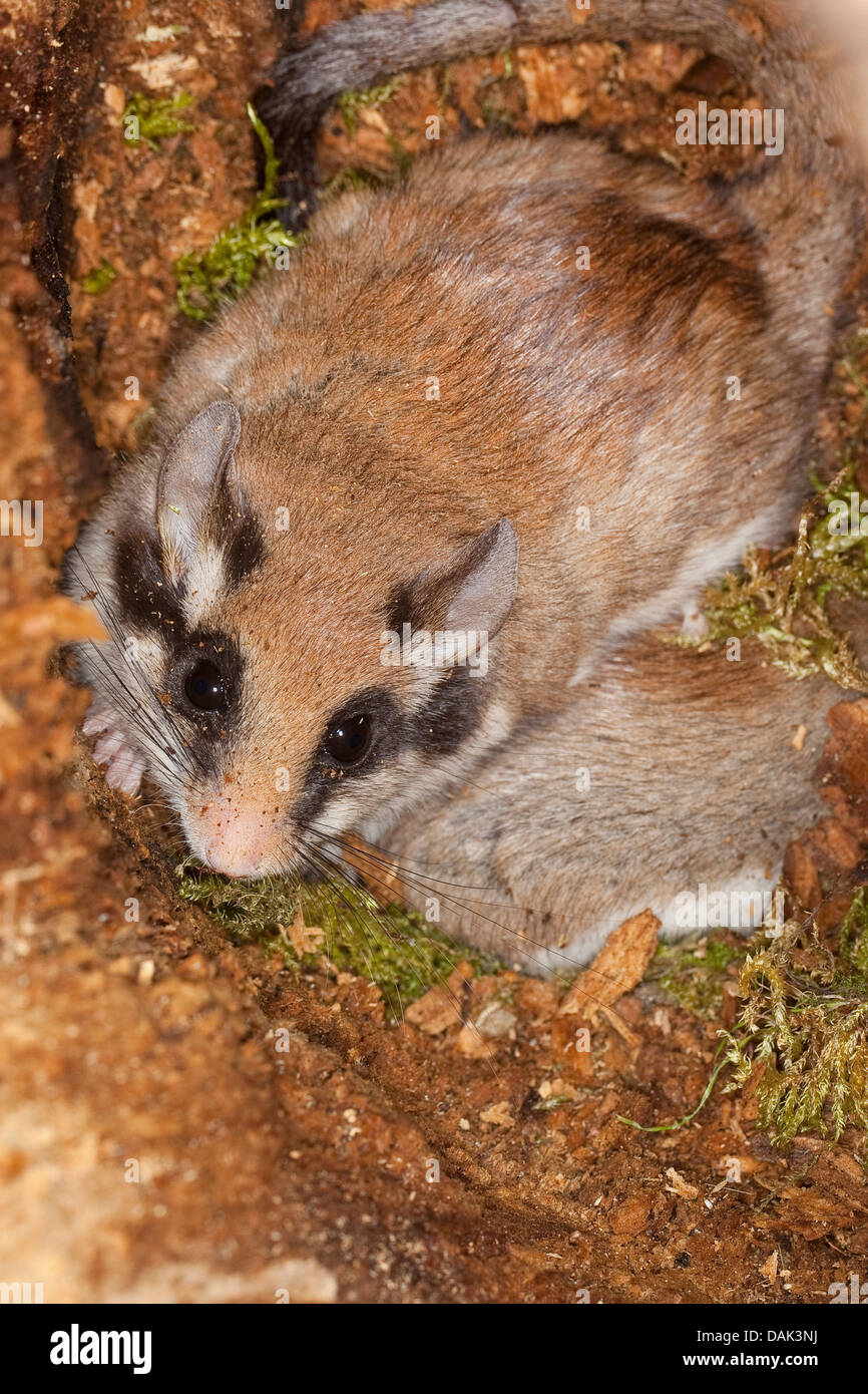 garden dormouse (Eliomys quercinus), in its tree hole, Germany Stock ...