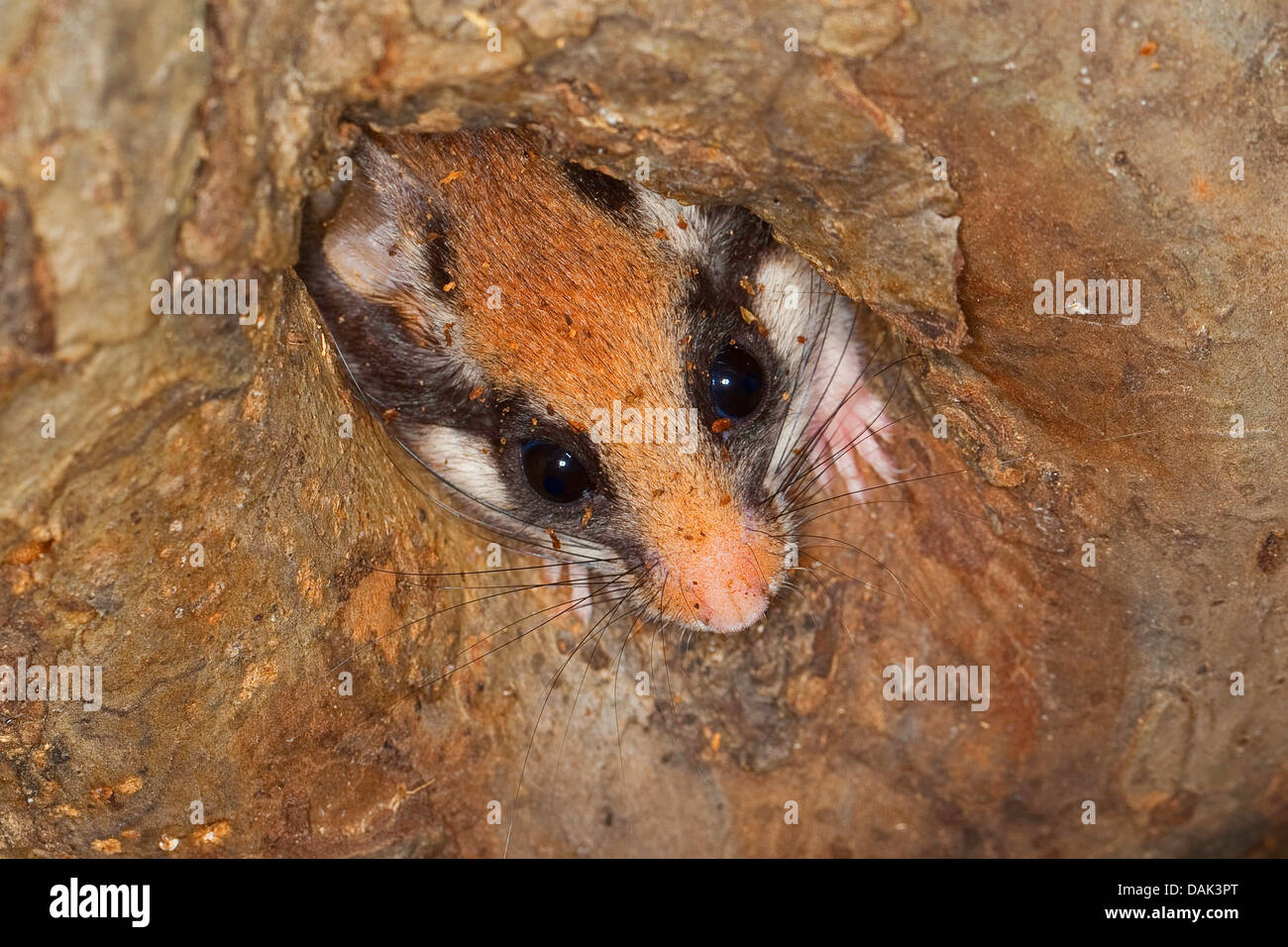 garden dormouse (Eliomys quercinus), in its tree hole, Germany Stock ...