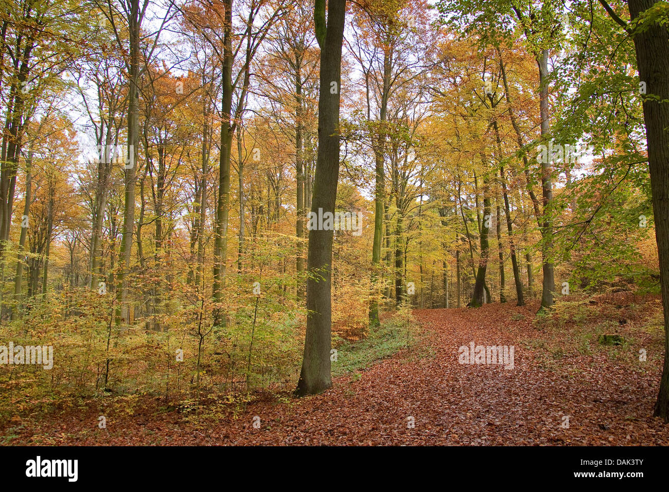 common beech (Fagus sylvatica), path through a beech forest in autumn ...