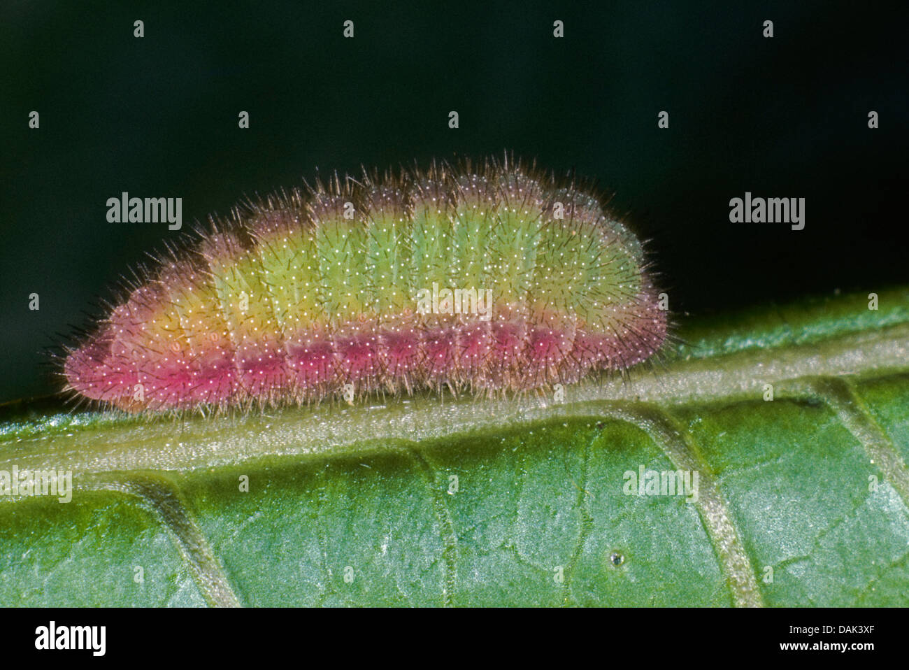 small copper (Lycaena phlaeas, Chrysophanus phlaeas), caterpillar on ...