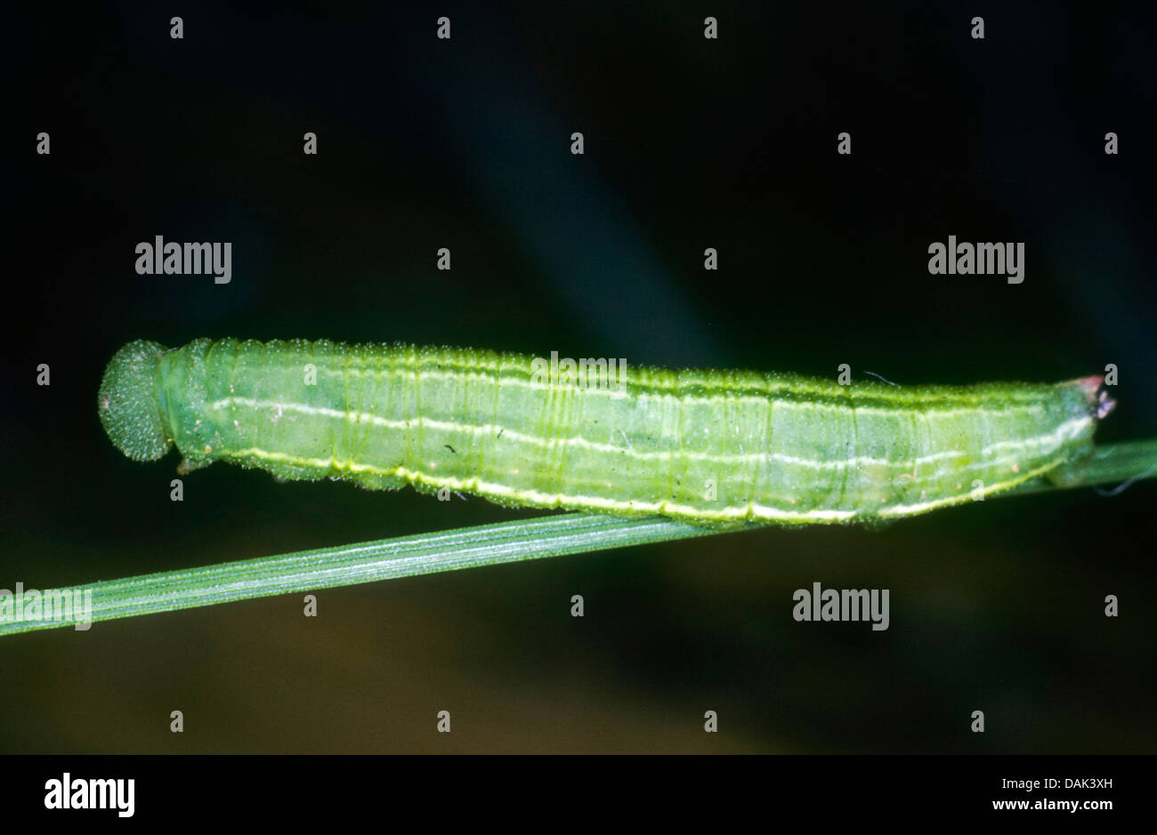 small heath (Coenonympha pamphilus), caterpillar, Germany Stock Photo ...