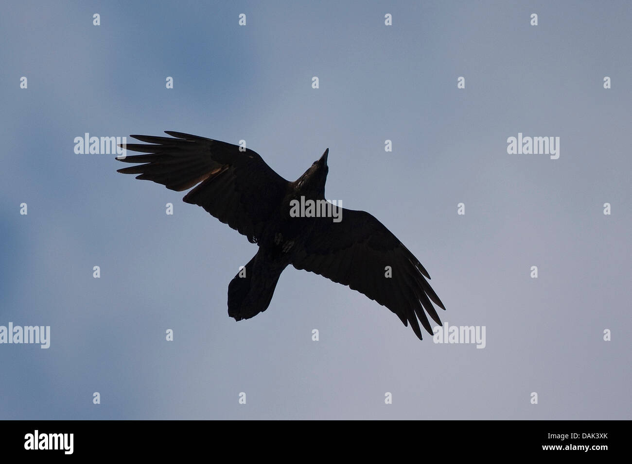 Common raven in full flight hi-res stock photography and images - Alamy