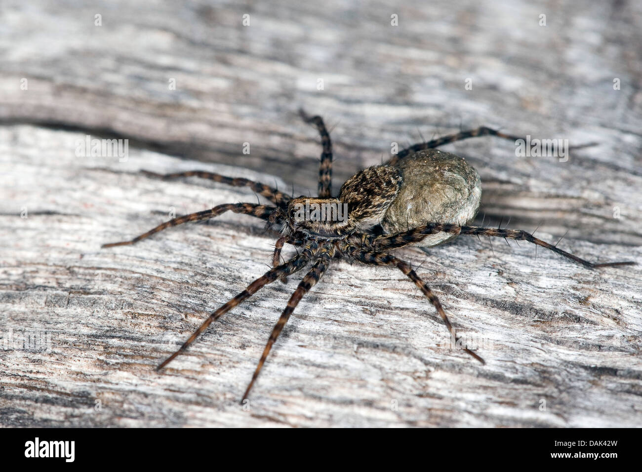 Wolfspinne hi-res stock photography and images - Alamy