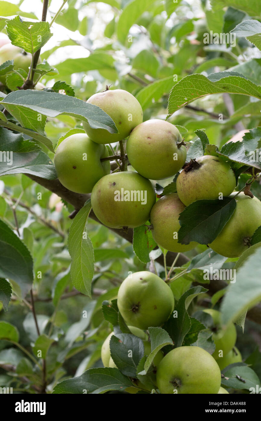 Apples branch hi-res stock photography and images - Alamy