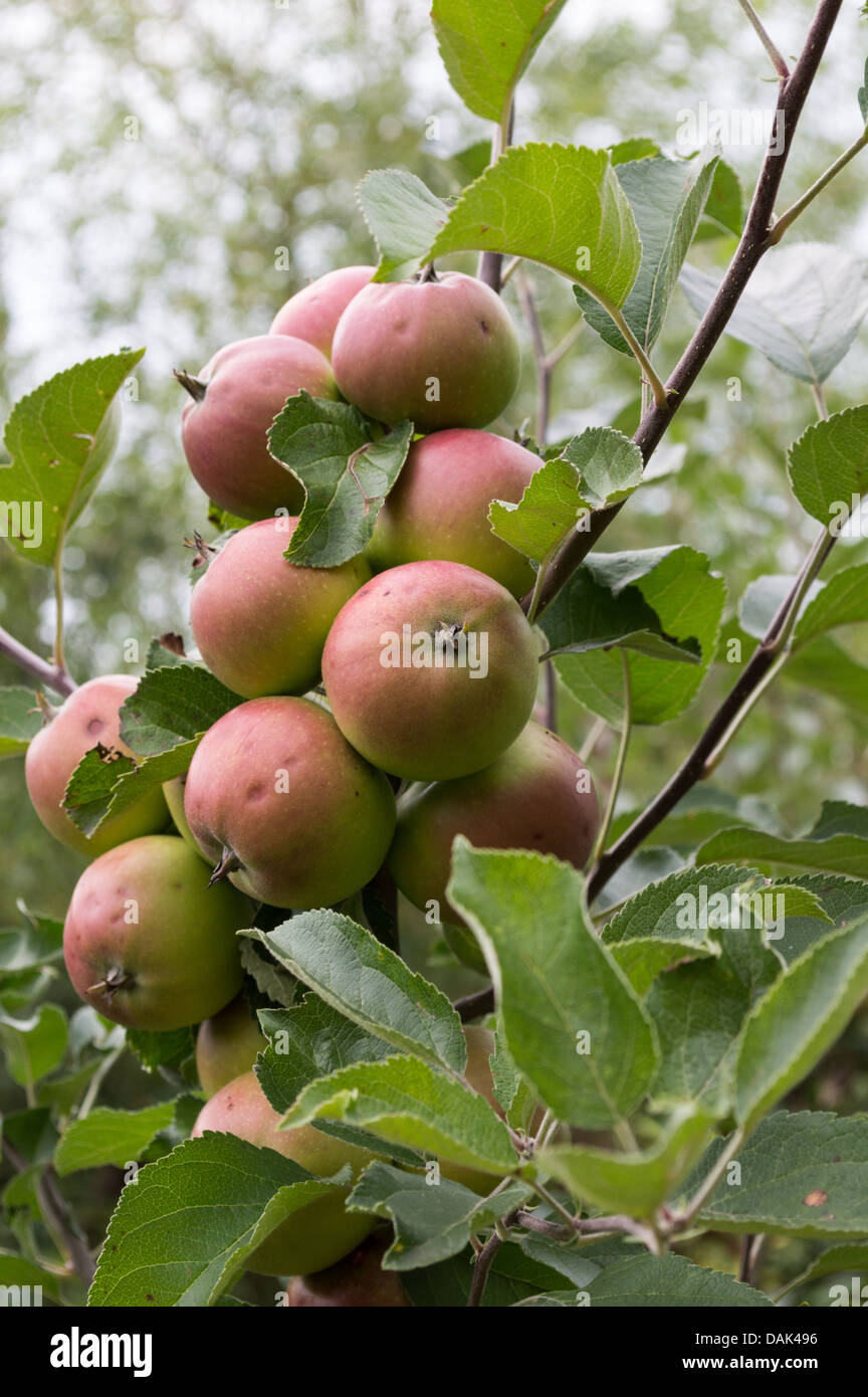 apples on a branch Stock Photo - Alamy