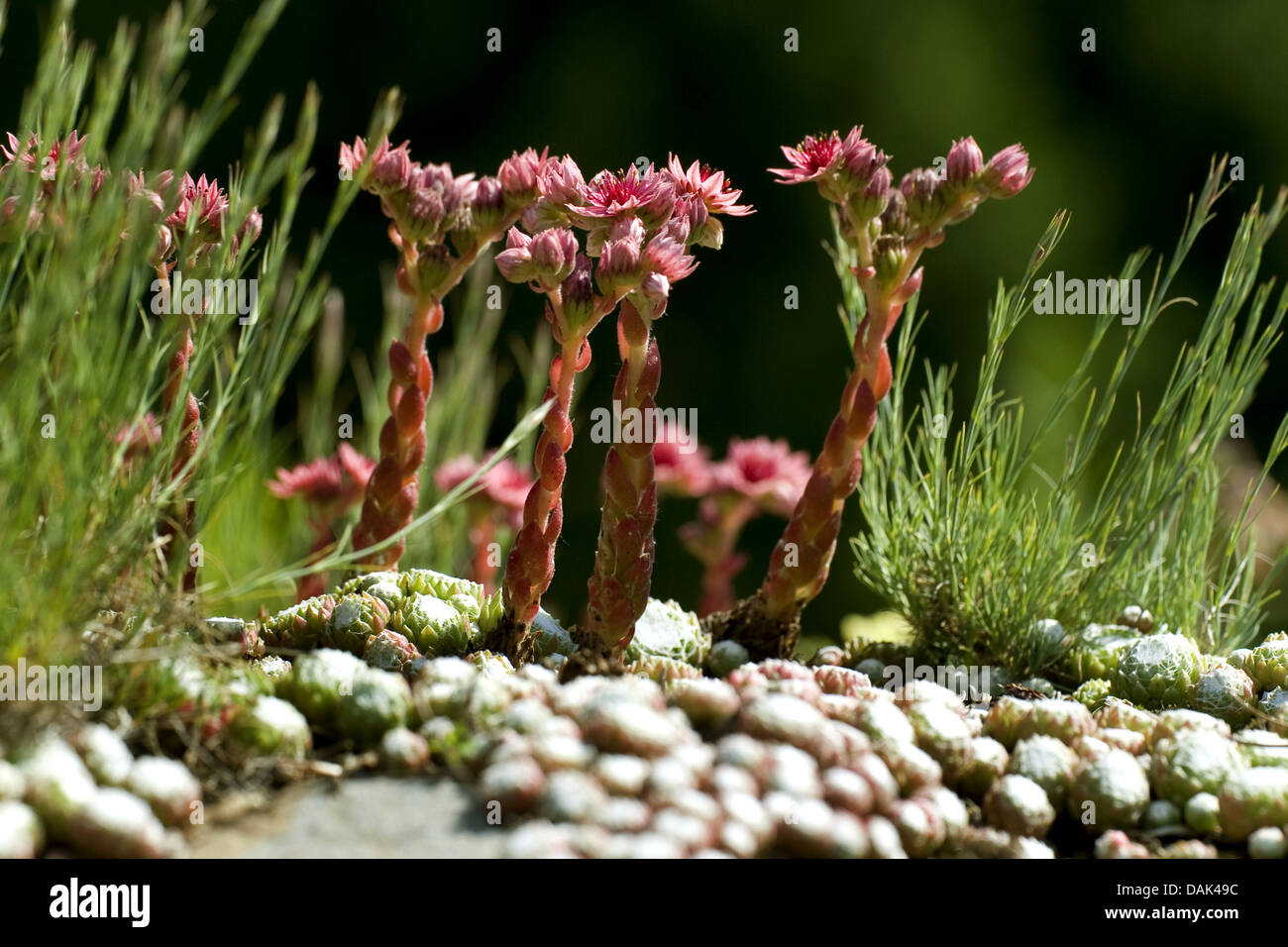 Cobweb House Leek, Cobweb houseleek (Sempervivum arachnoideum, Sedum ...