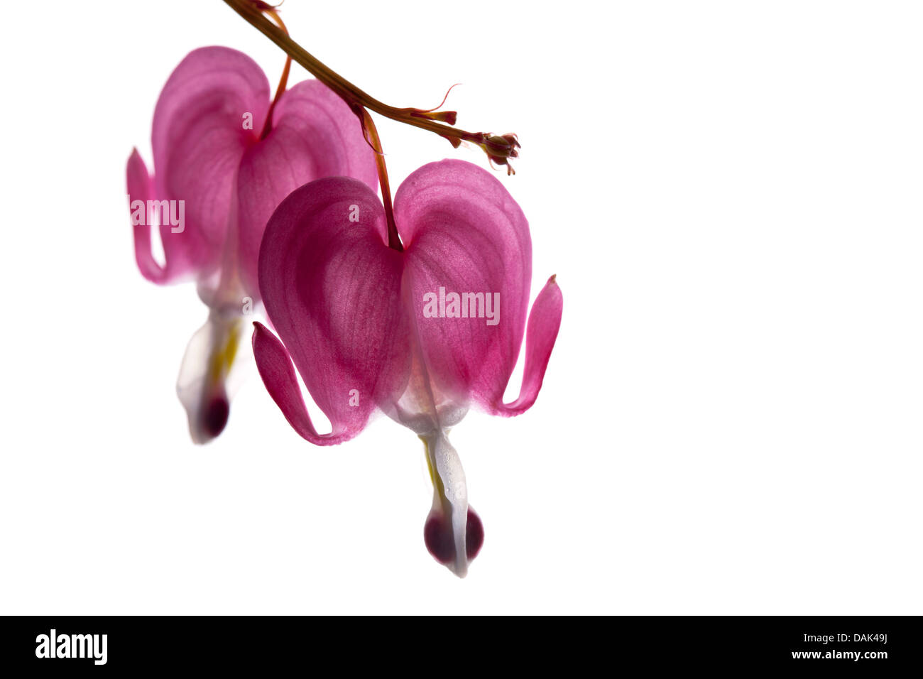 Lyre flower against white background, close up Stock Photo - Alamy