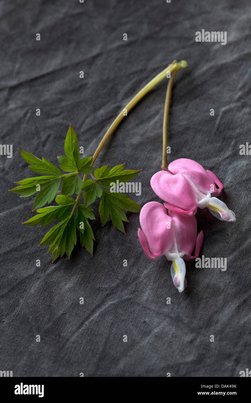 Lyre flower on textile, close up Stock Photo - Alamy