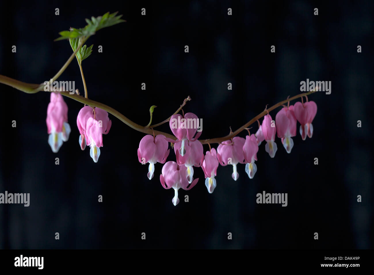 Lyre flower, close up Stock Photo - Alamy