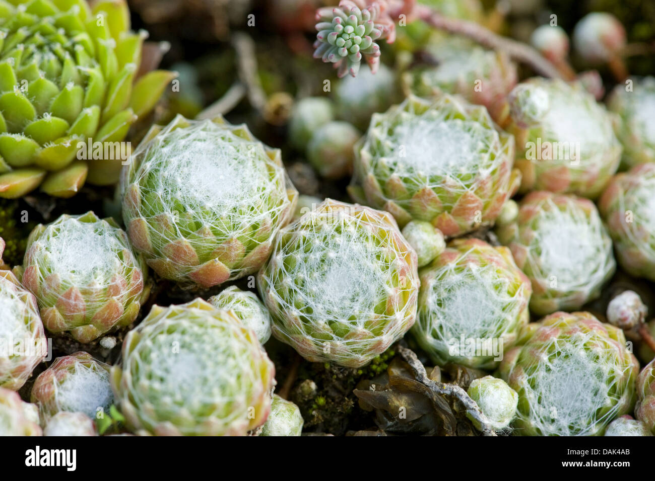 Cobweb House Leek, Cobweb houseleek (Sempervivum arachnoideum, Sedum ...