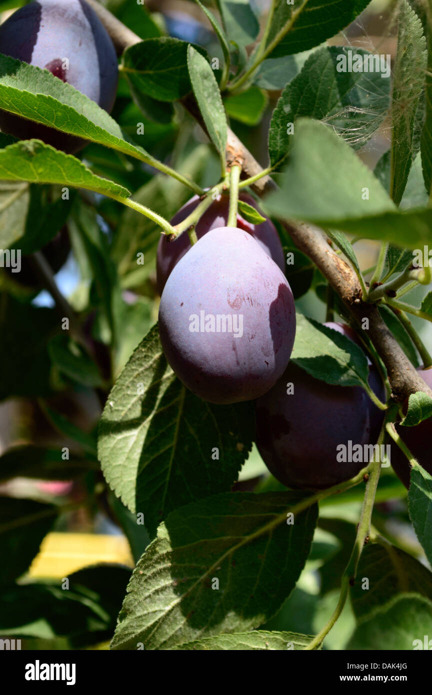 Blue plums on the tree hi-res stock photography and images - Alamy