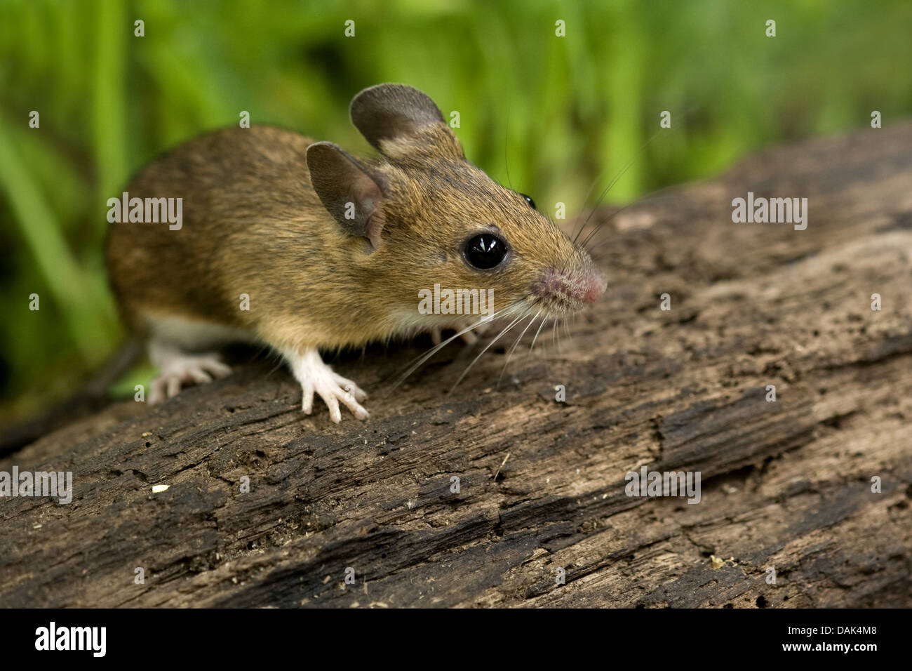 wood mouse, long-tailed field mouse (Apodemus sylvaticus), juvenile ...