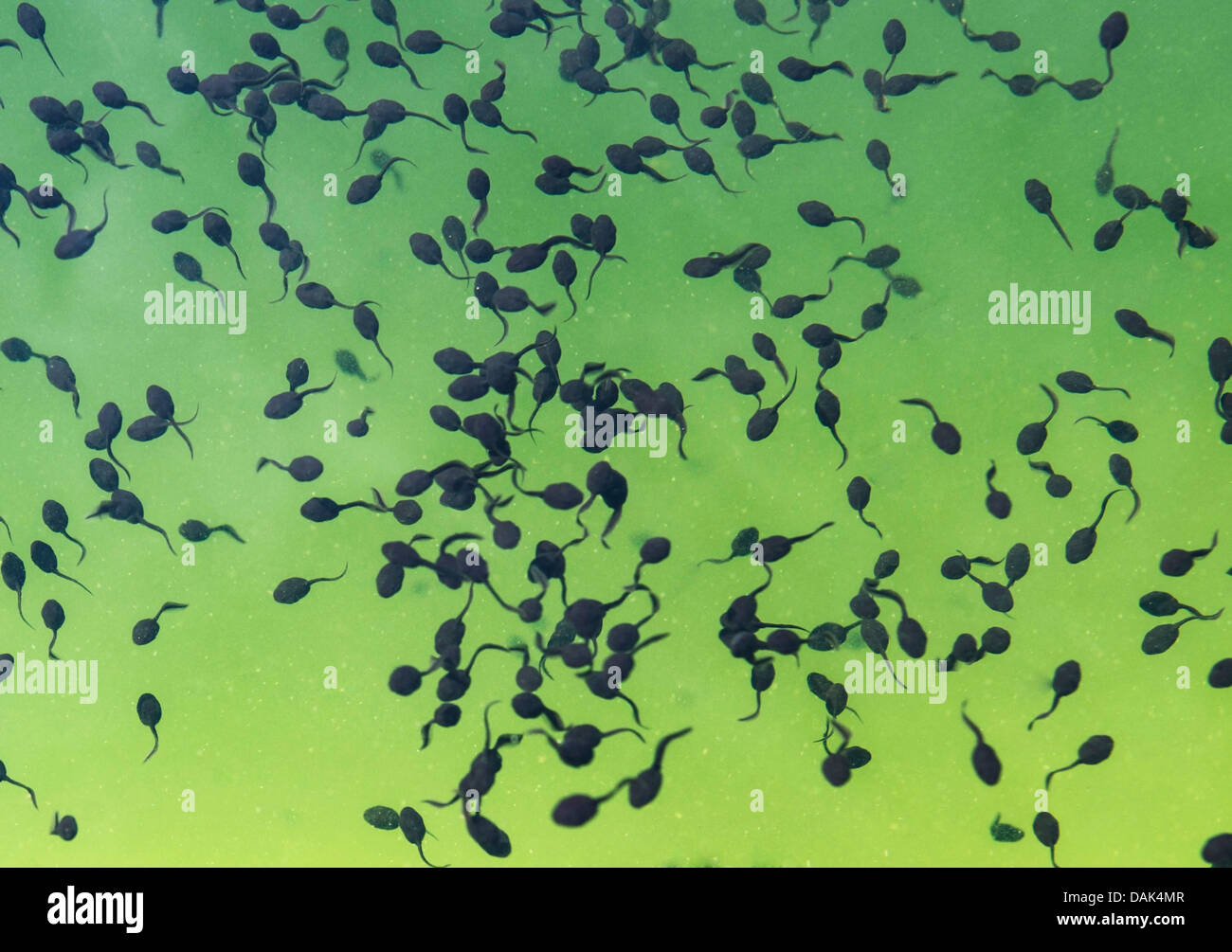 Austria, Tadpoles swimming in pool Stock Photo - Alamy
