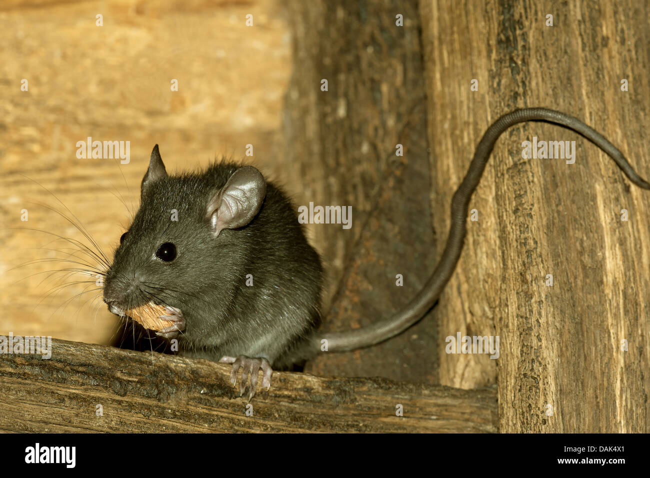 black rat, roof rat, house rat, ship rat (Rattus rattus), feeding on a ...
