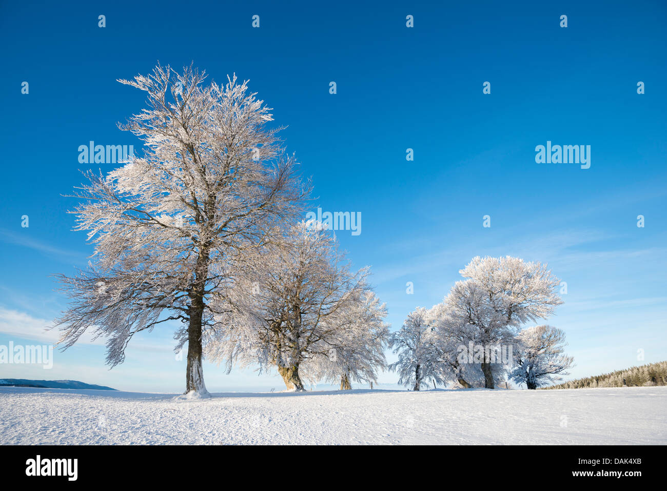Beech trees deciduous winter hi-res stock photography and images - Alamy