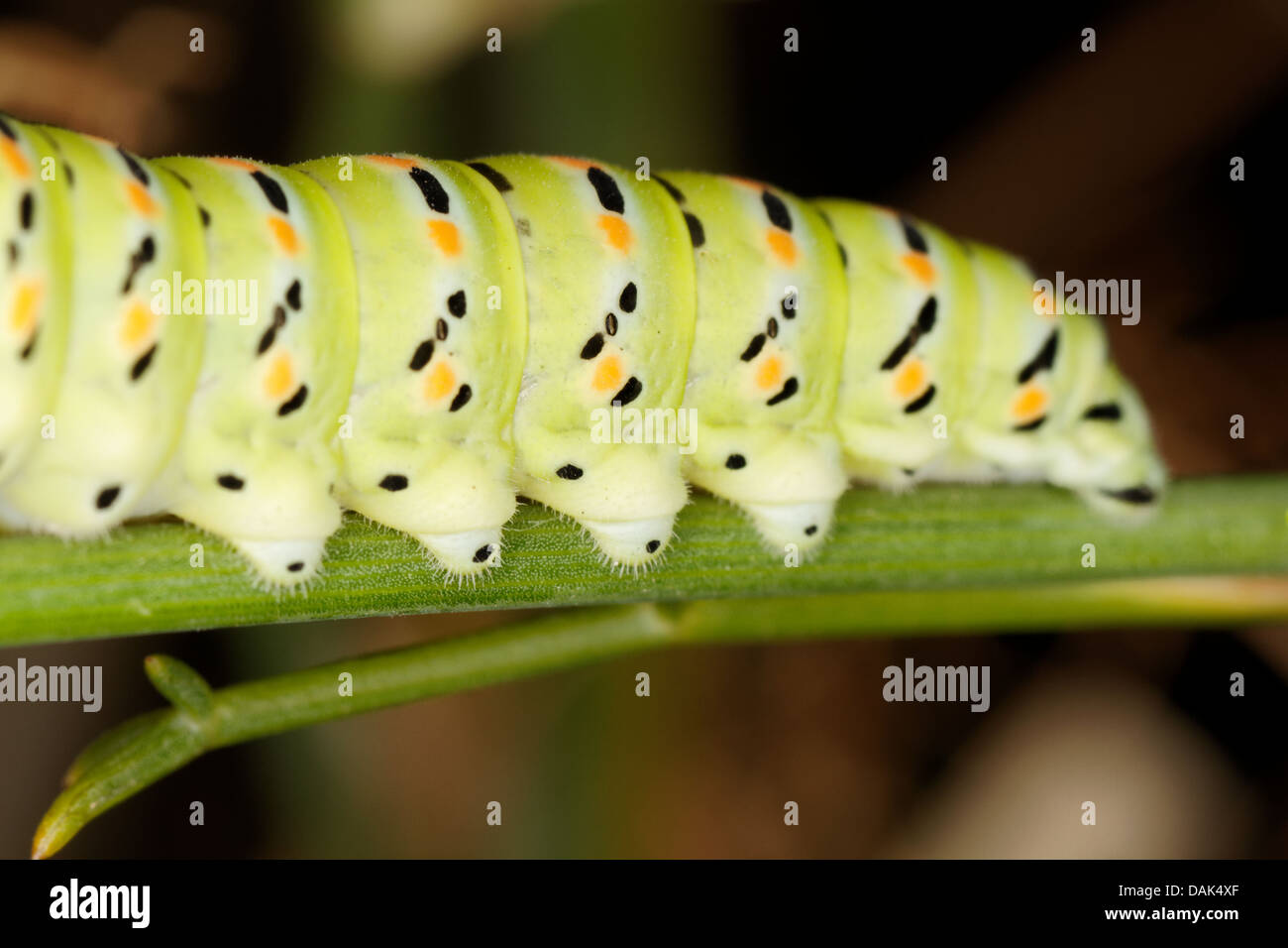 Caterpillar of the papilio machaon, South of France Stock Photo - Alamy