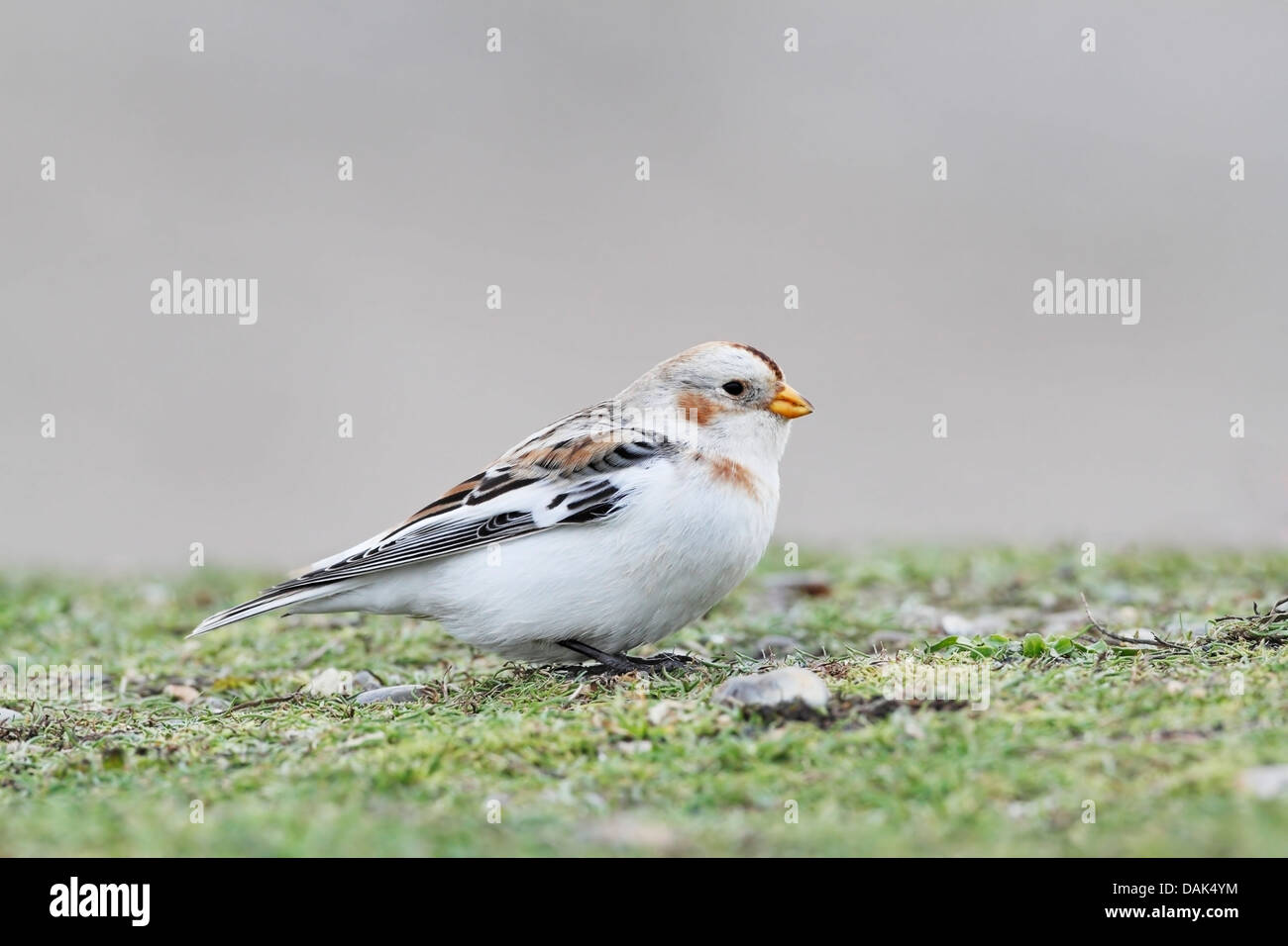 snow bunting (Plectrophenax nivalis) adult male in winter plumage ...