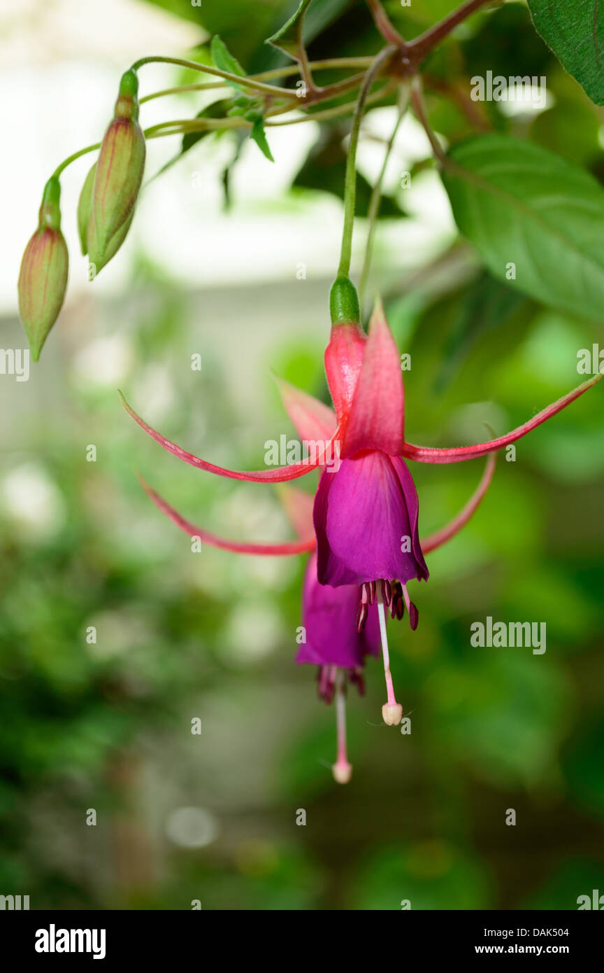 Fuchsia flower in the garden Stock Photo - Alamy
