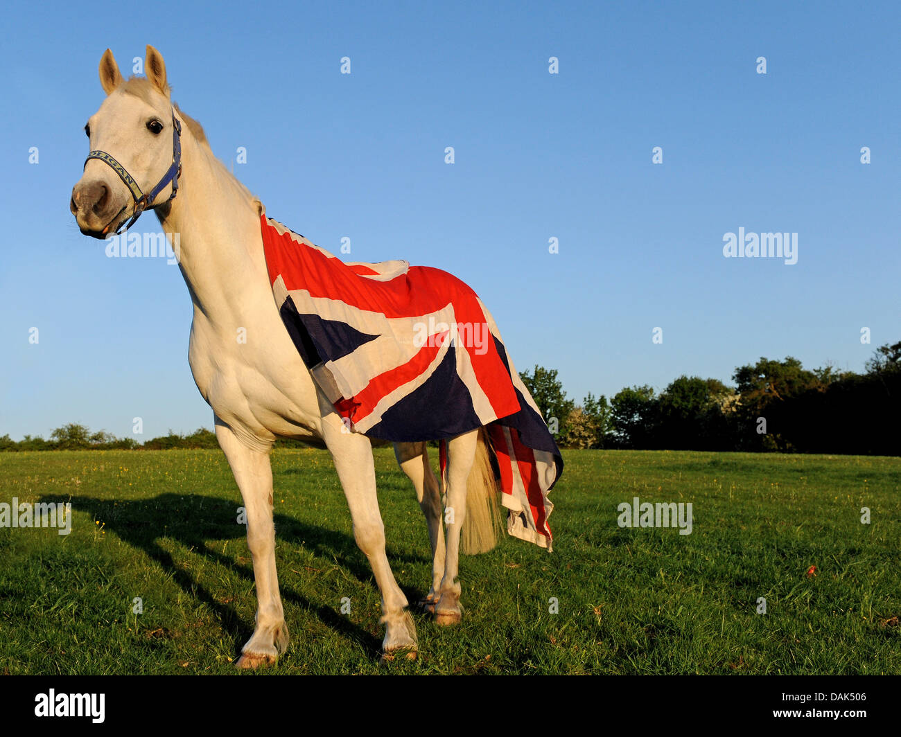 A white horse wearing a British union jack Stock Photo - Alamy