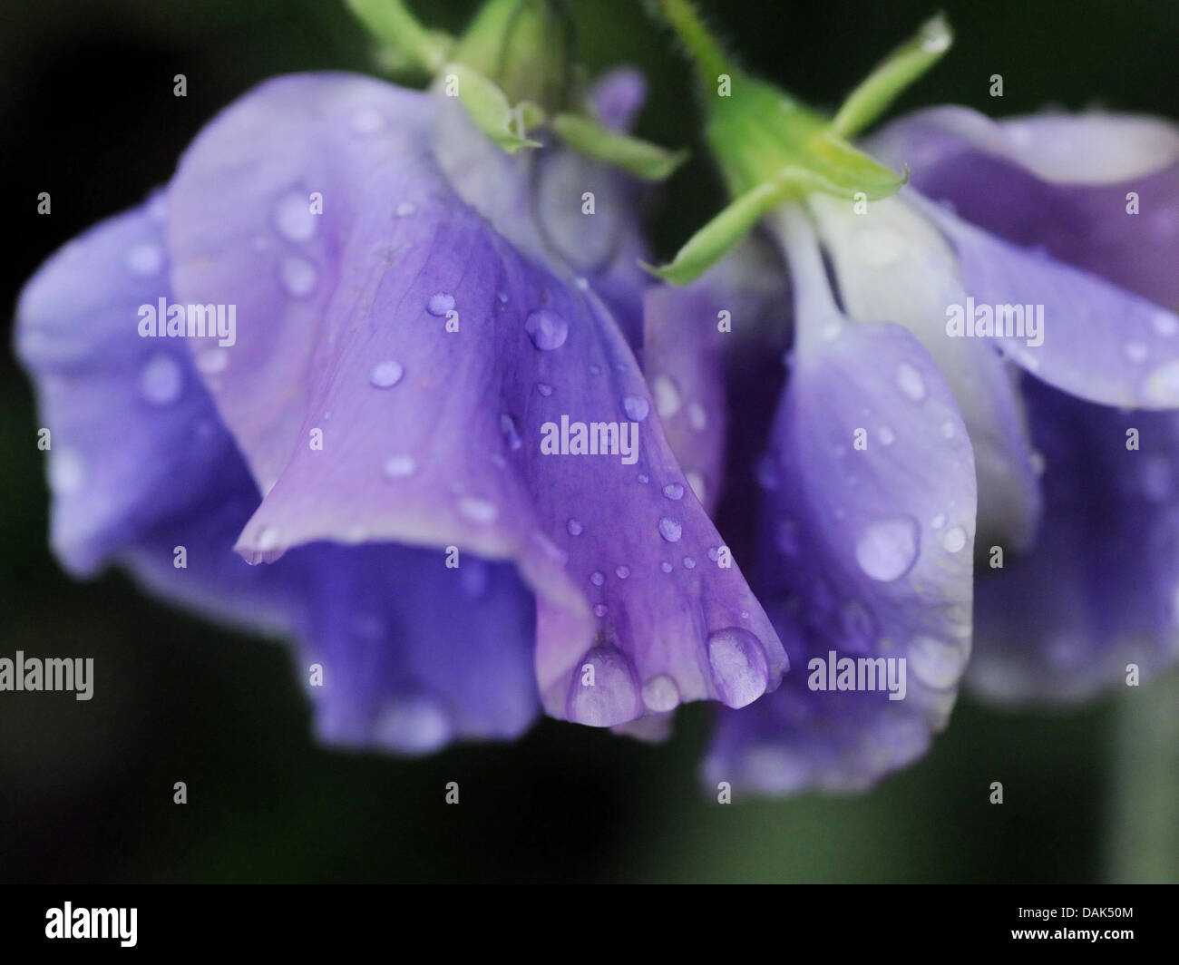 A purple sweet pea flower that has just been watered Stock Photo - Alamy