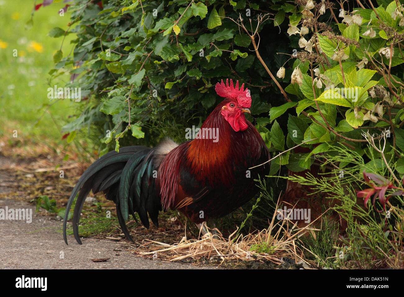 Cockerel plume rooster poultry hi-res stock photography and images - Alamy