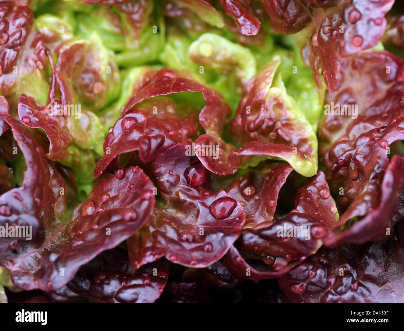 A healthy bunch of lollo rosso lettuce that has been watered Stock ...