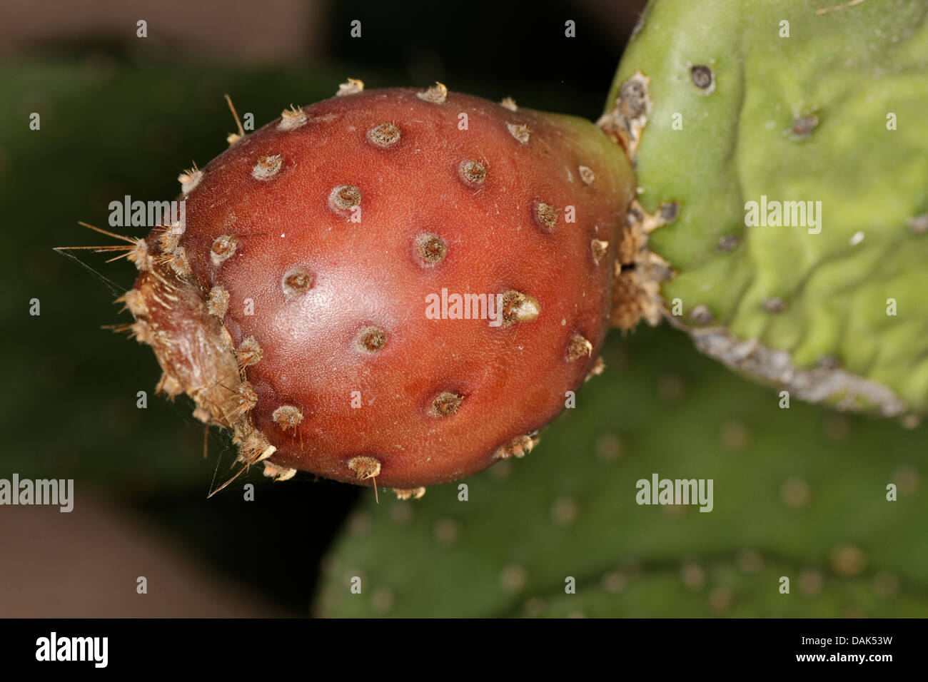 Indian Fig (Opuntia ficus-indica Stock Photo - Alamy