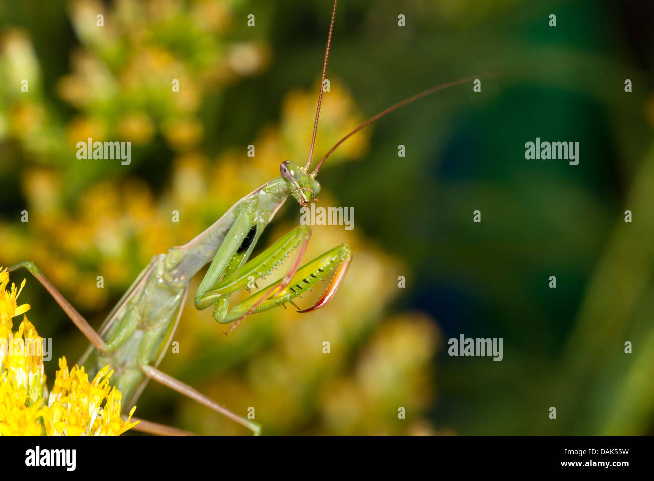 European preying mantis (Mantis religiosa), male climbing, Italy Stock ...