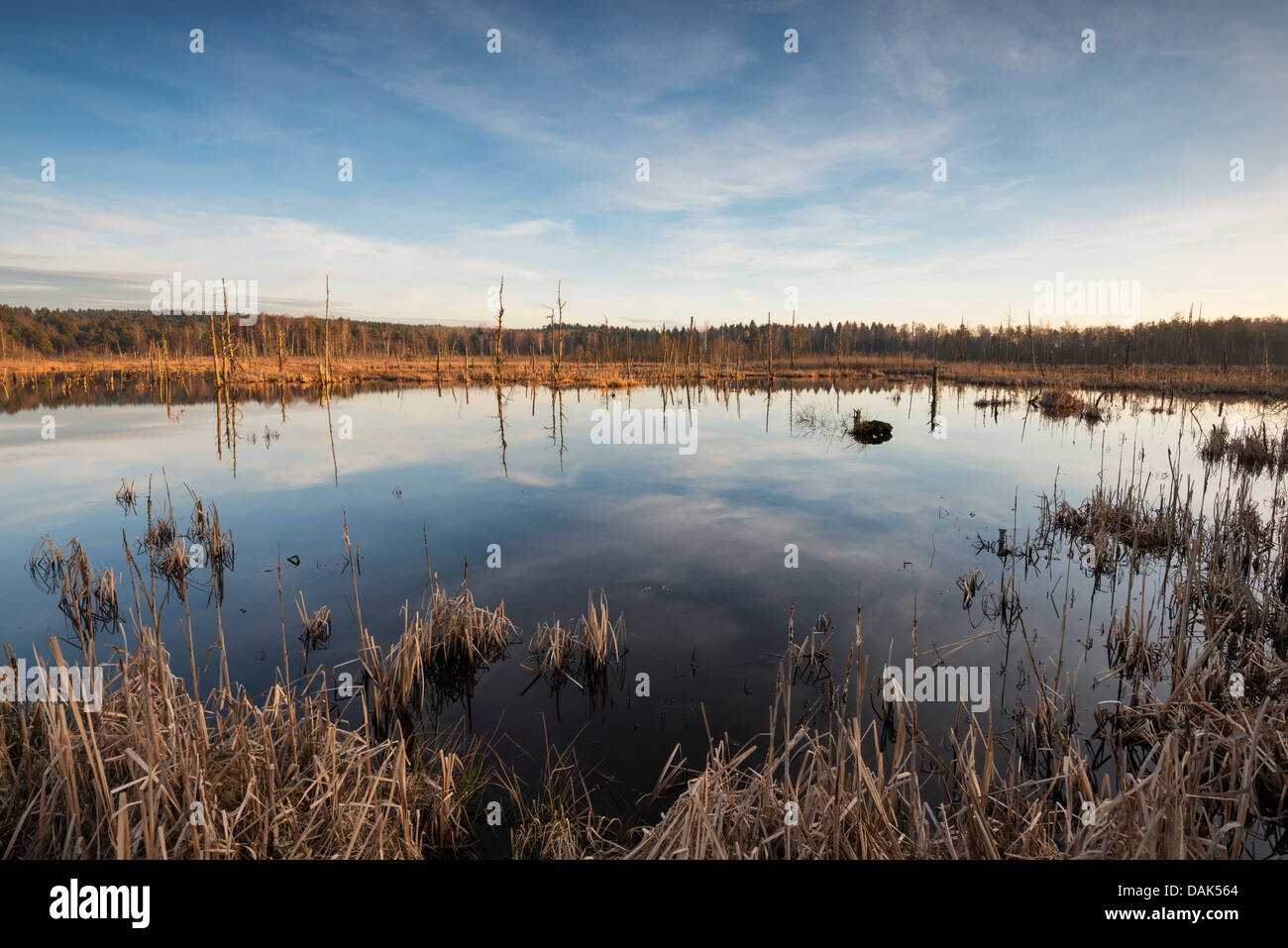 Germany, Baden Wuerttemberg, View of Schwenninger Moos Nature Reserve ... Germany, Baden Wuerttemberg, View of Schwenninger Moos Nature Reserve ...