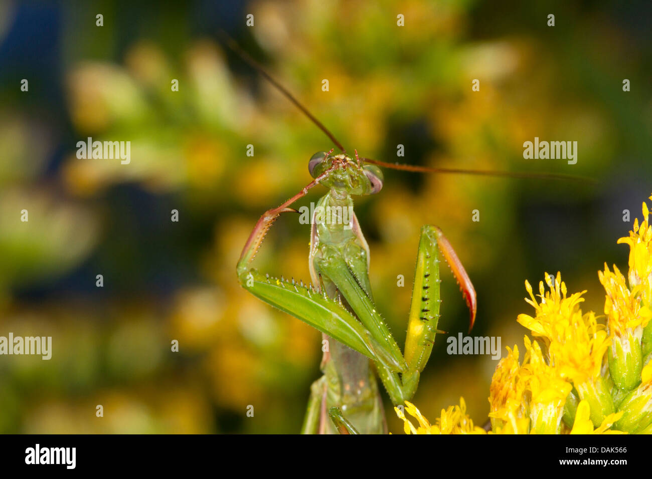 European preying mantis (Mantis religiosa), male cleaning itself, Italy ...