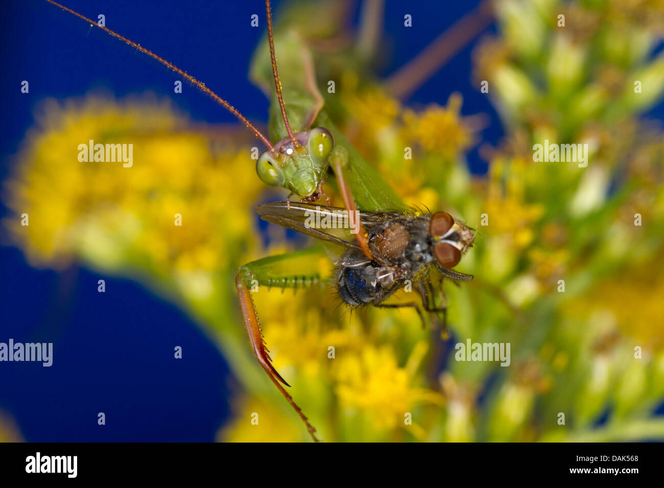European preying mantis (Mantis religiosa), male with caught fly, Italy ...