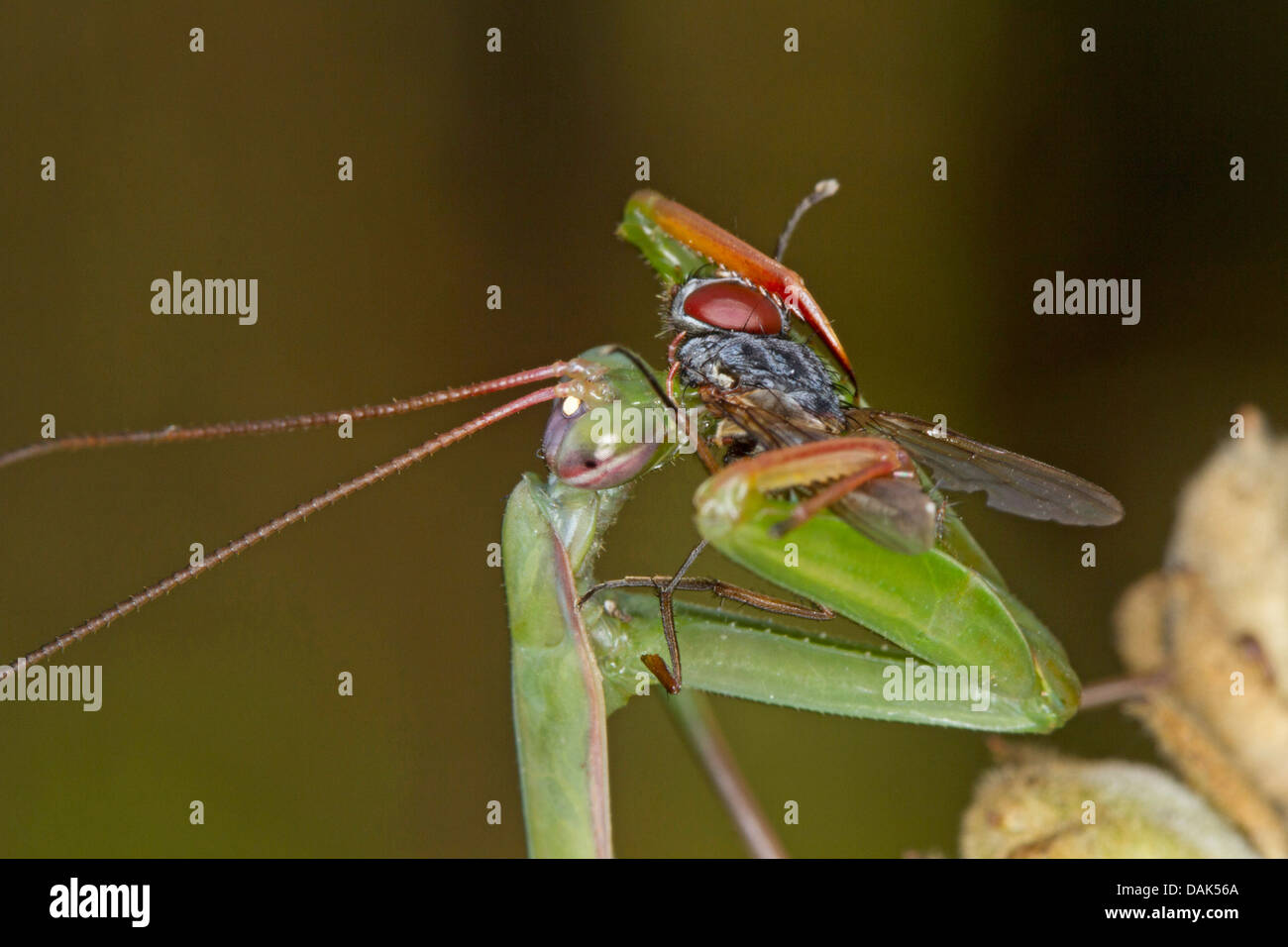 Mantis feeding on an insect hi-res stock photography and images - Alamy