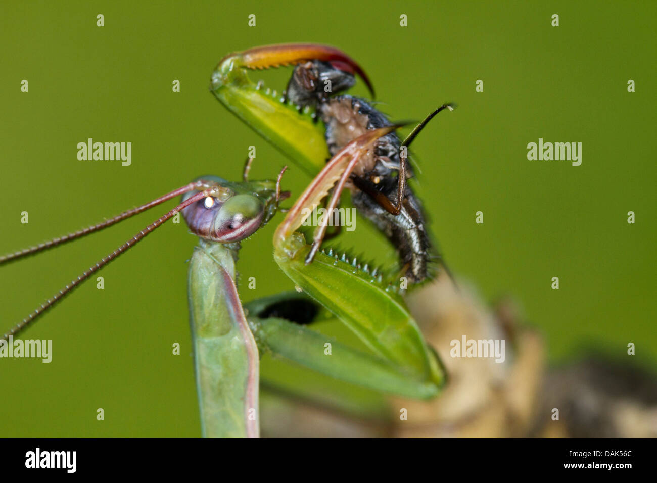 European preying mantis (Mantis religiosa), male with caught fly, Italy ...