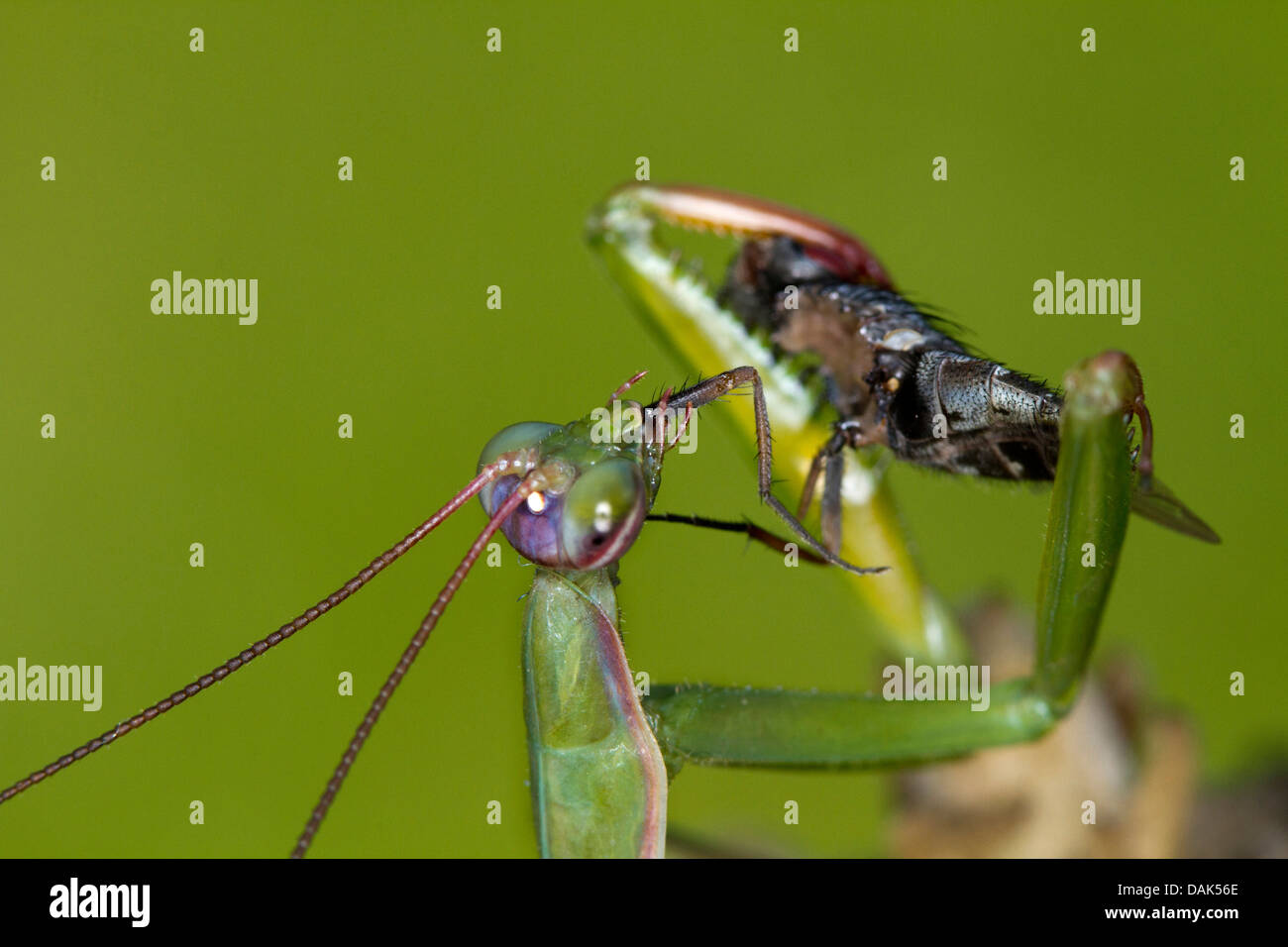 European preying mantis (Mantis religiosa), male with caught fly, Italy ...