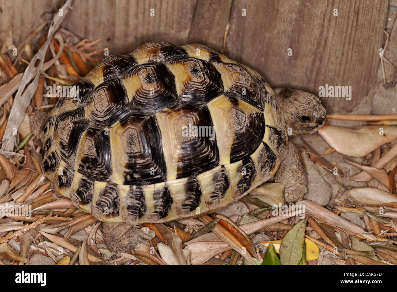 Hermann tortoise hi-res stock photography and images - Alamy