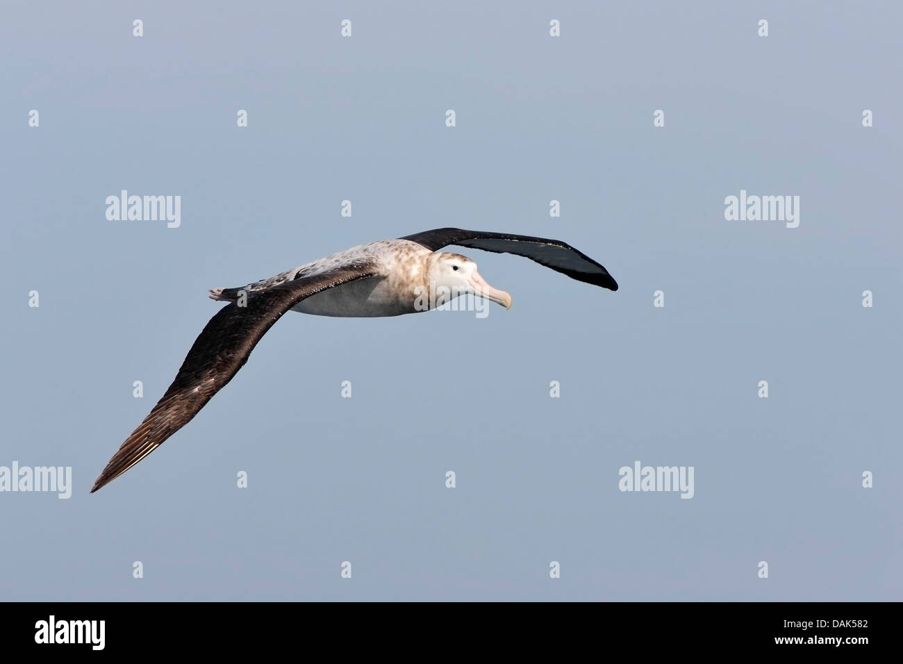wandering albatross (Diomedea exulans) immature flying over Southern ...