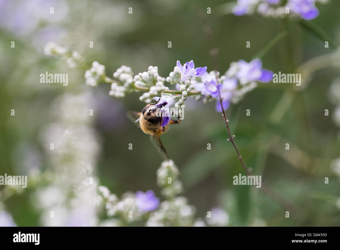 Cute macro honey bee hi-res stock photography and images - Alamy