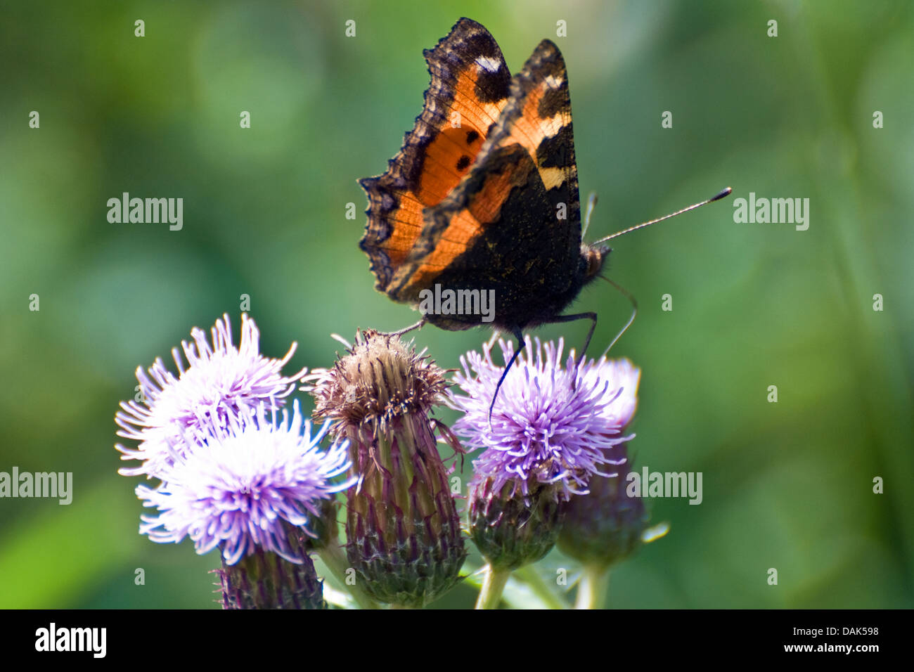 Small Tortoiseshell butterfly (Aglais urticae Stock Photo - Alamy