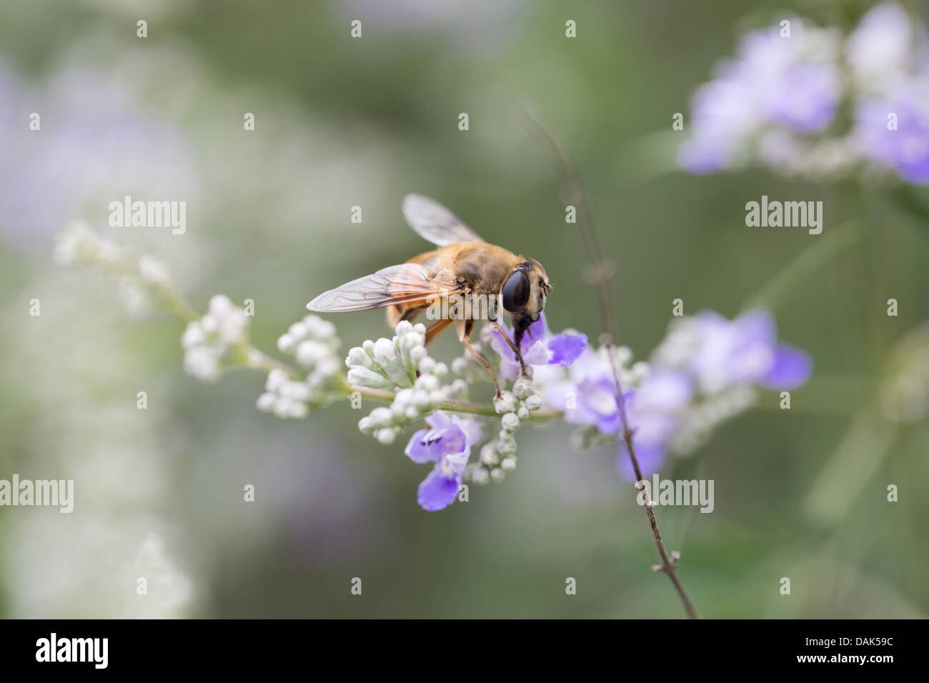 a cute bee collected pollen is greedily Stock Photo - Alamy