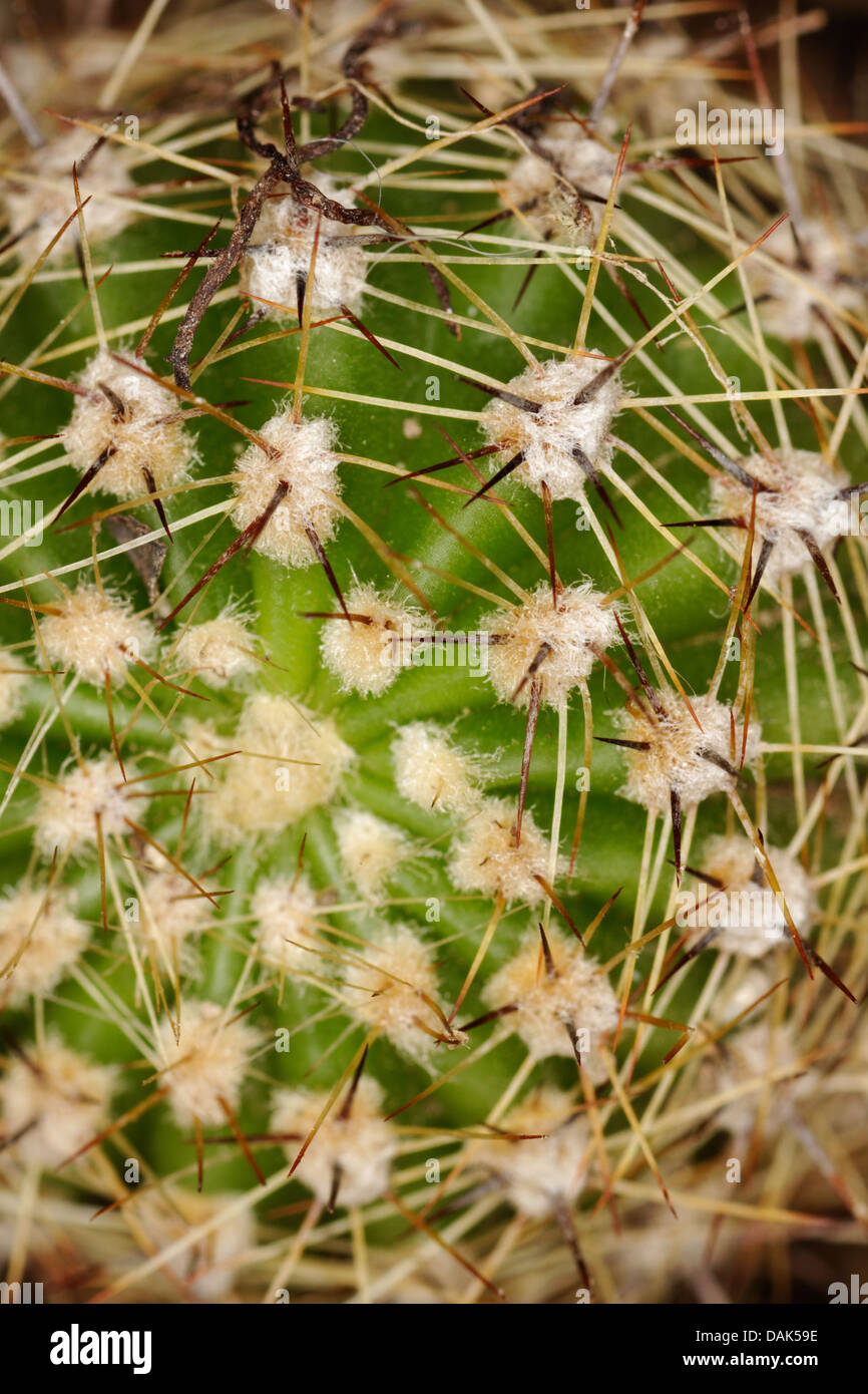 Spain cactus hi-res stock photography and images - Alamy