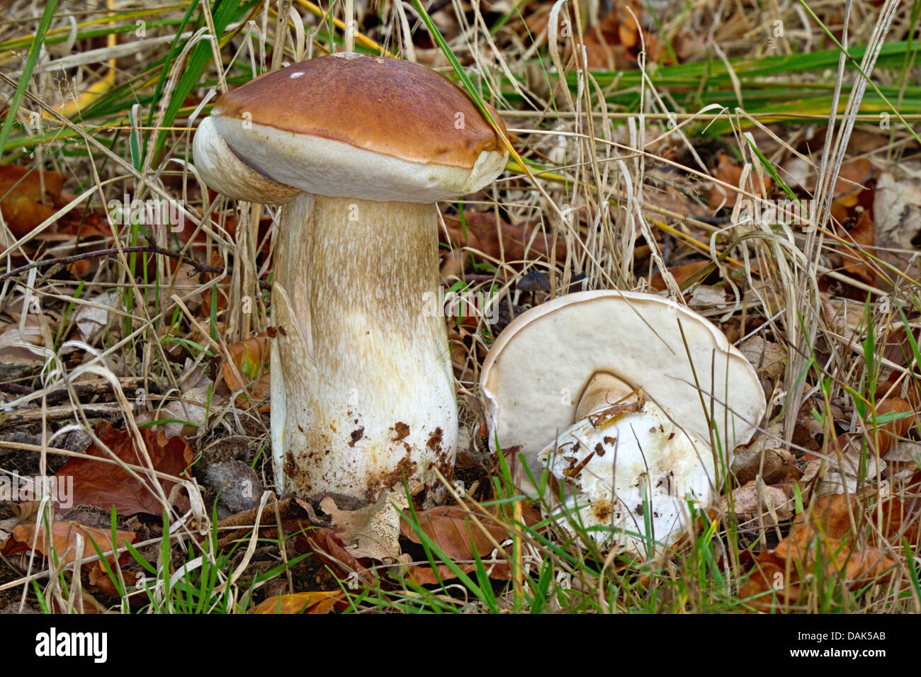 Summer bolete, Summer cep (Boletus reticulatus, Boletus aestivalis ...