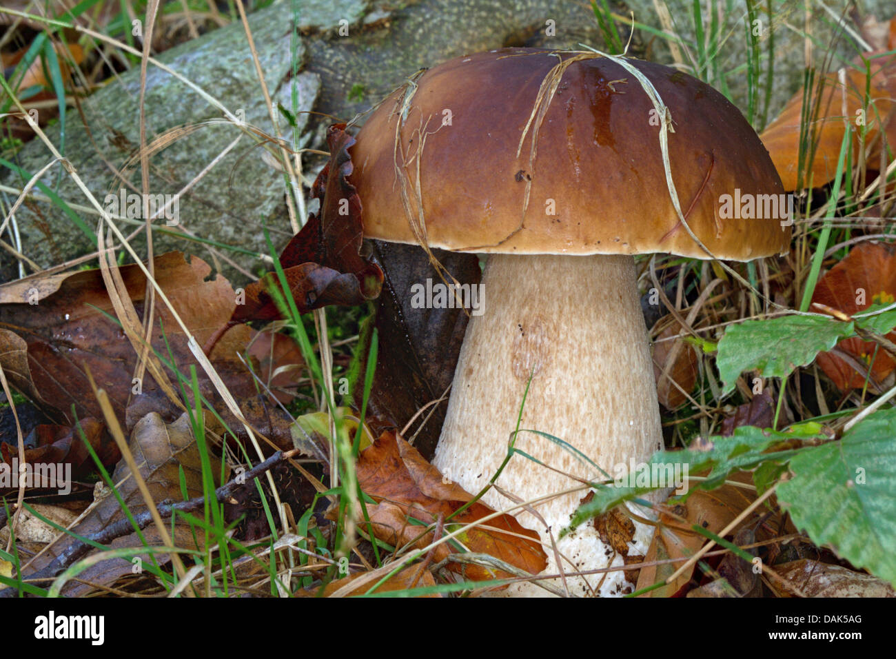 Summer bolete, Summer cep (Boletus reticulatus, Boletus aestivalis ...