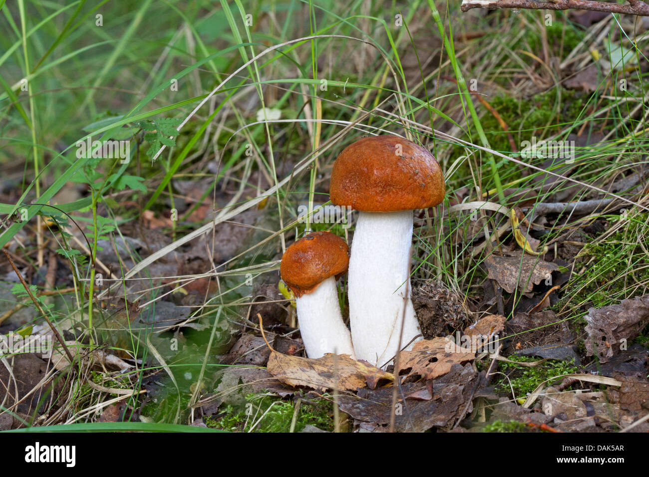 Bolete leccinum rufum hi-res stock photography and images - Alamy