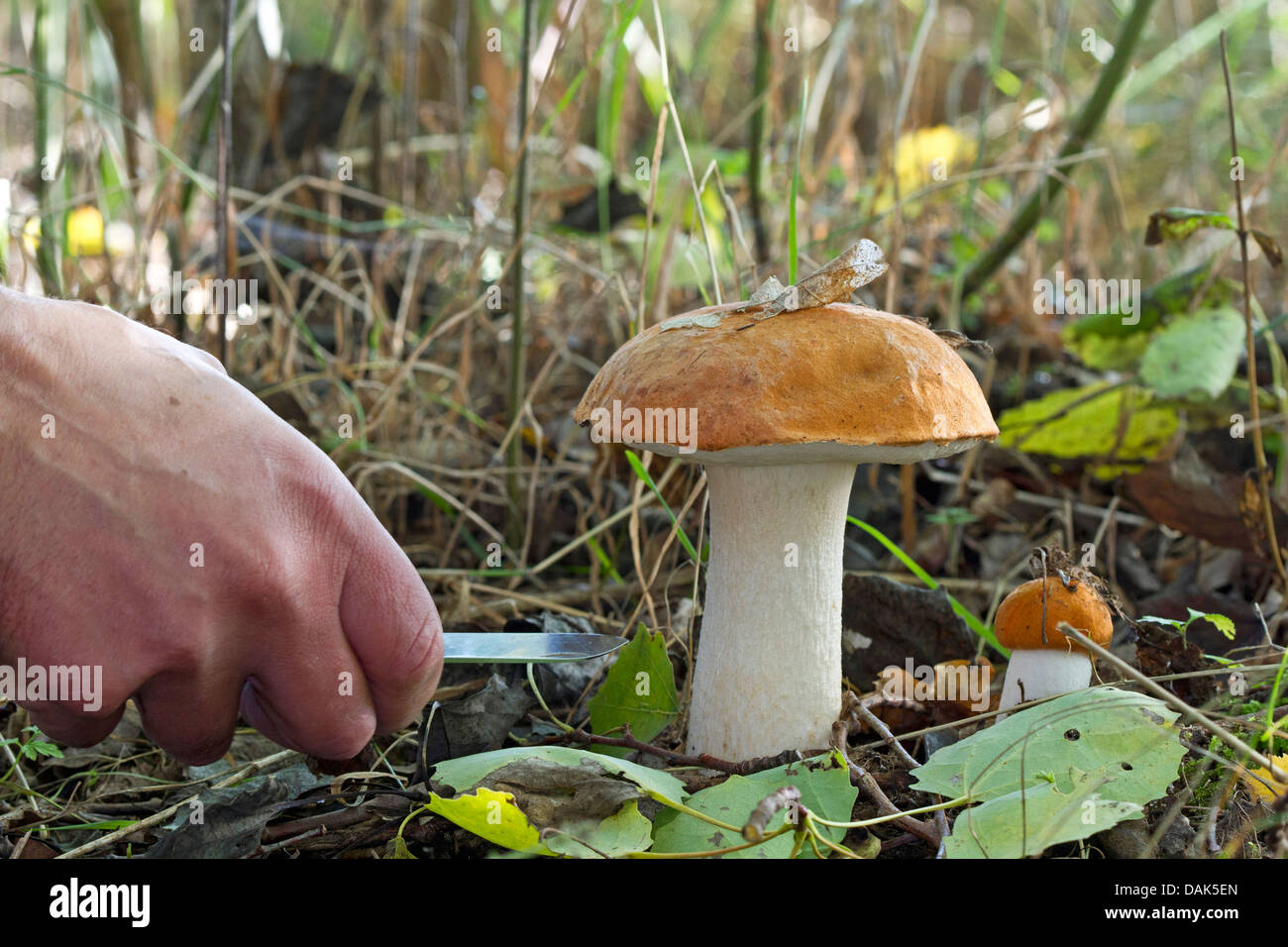 bolete (Leccinum rufum), mushroom collector harvesting bolete, Germany ...